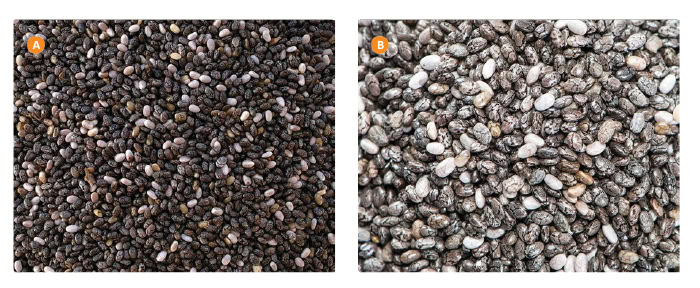Chia: Superfood or superfad? – AOCS